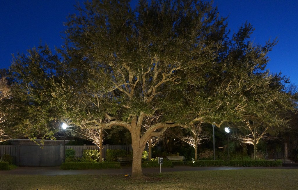 How Do You Light A Tree?